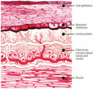 Transmucosal Drug Delivery in the Oral Cavity - Decisions in Dentistry