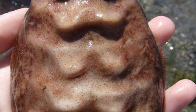 mollusk-featured - Decisions in Dentistry