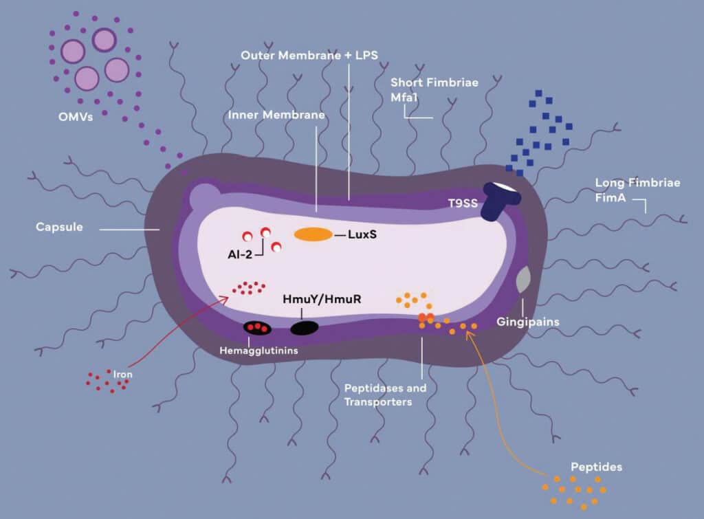 Porphyromonas gingivalis’ Role In the Pathogenesis of Periodontal ...