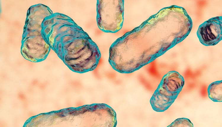 Porphyromonas Gingivalis Role In The Pathogenesis Of Periodontal Porphyromonas Gingivalis Role In The Pathogenesis Of Periodontal
